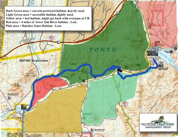 Salt River River Horse Habitat Explained - Salt River Wild Horse ...