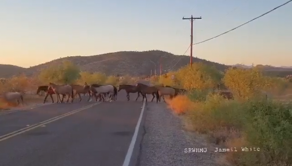 The Goldfield Fire - Salt River Wild Horse Management Group