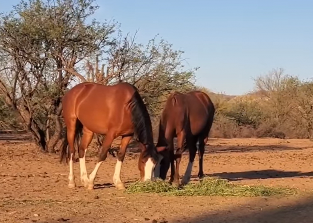 Update from an SRWHMG feed station - Salt River Wild Horse Management Group