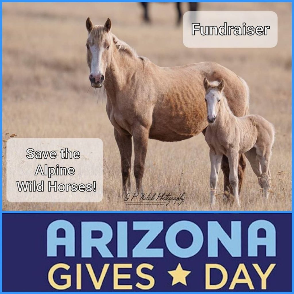 Alpine Wild horses - Salt River Wild Horse Management Group