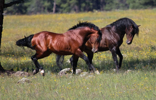 History of Wild Horses - Salt River Wild Horse Management Group