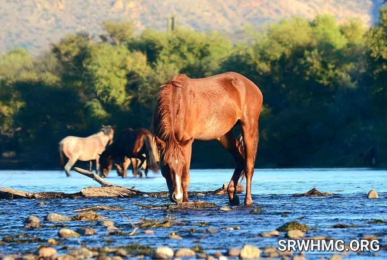 How amazing is it to see them grow up wild and free? - Salt River Wild ...