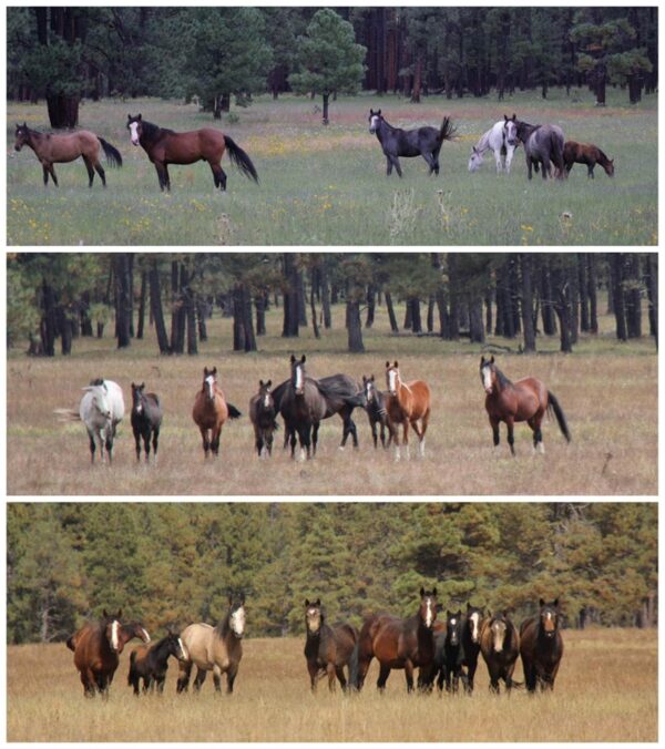Thank you, Wild Horse Refuge! - Salt River Wild Horse Management Group