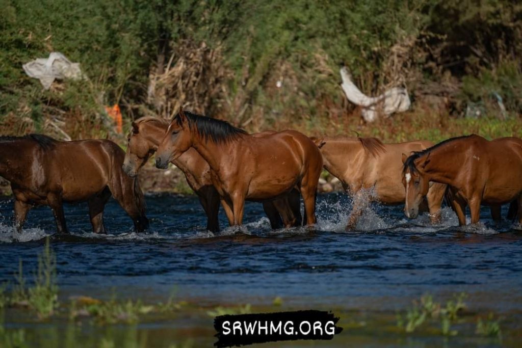 Those wild horses are just ruining the environment of the lower Salt River, right? - Salt River ...