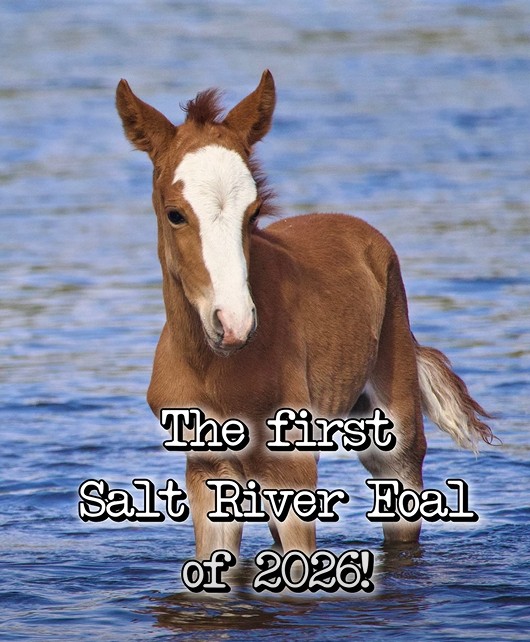 Announcement; the first Salt River foal of 2026! - Salt River Wild ...