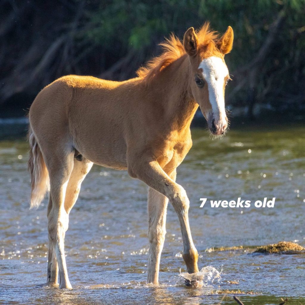 Did You Know? This is how fast foals (baby horses) can grow in just 7 ...